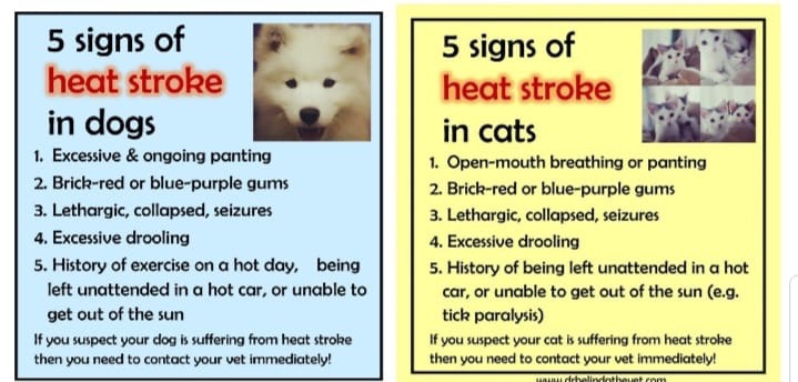 Heat Wave Alert – Hena's Blog For Paws