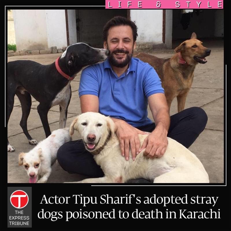Dog Culling? Why? – Hena's Blog For Paws