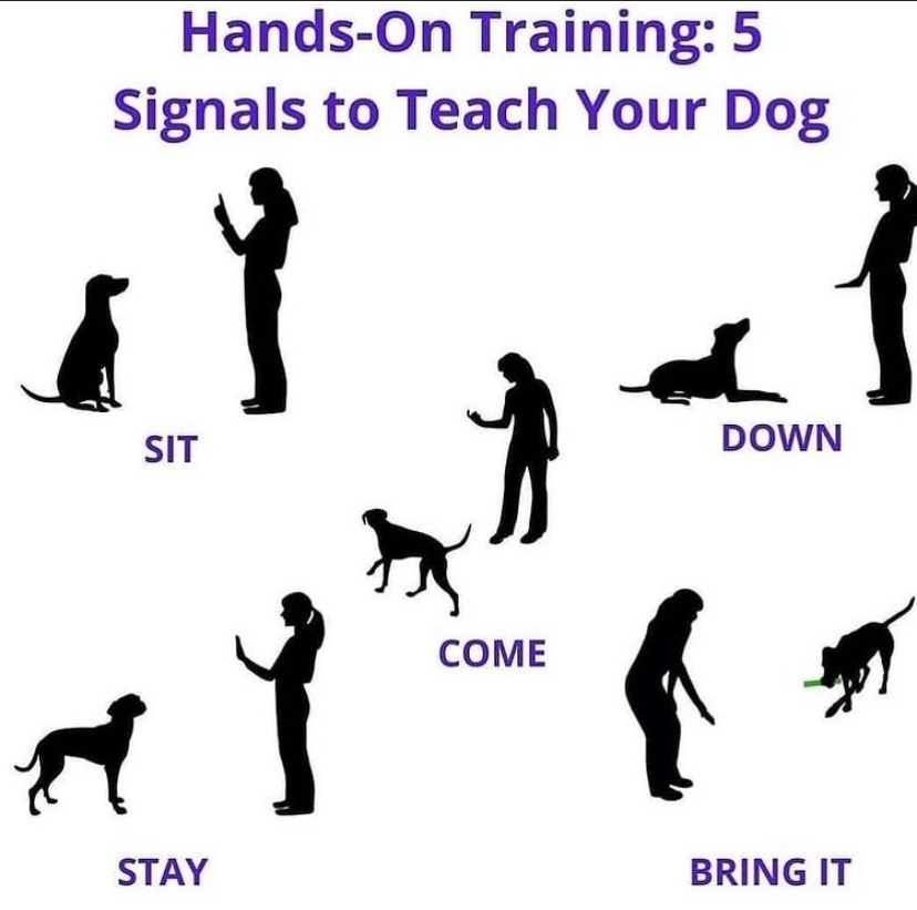 What Are The 5 Signals To Teach Your Dog – Hena's Blog For Paws