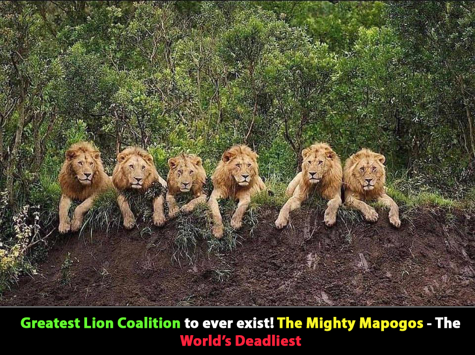 The Mapogo Lions – Hena's Blog For Paws